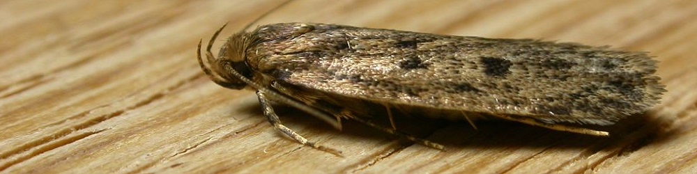 Motten bestrijden Ongediertebestrijding Buiten Kledingmotten bestrijden ...